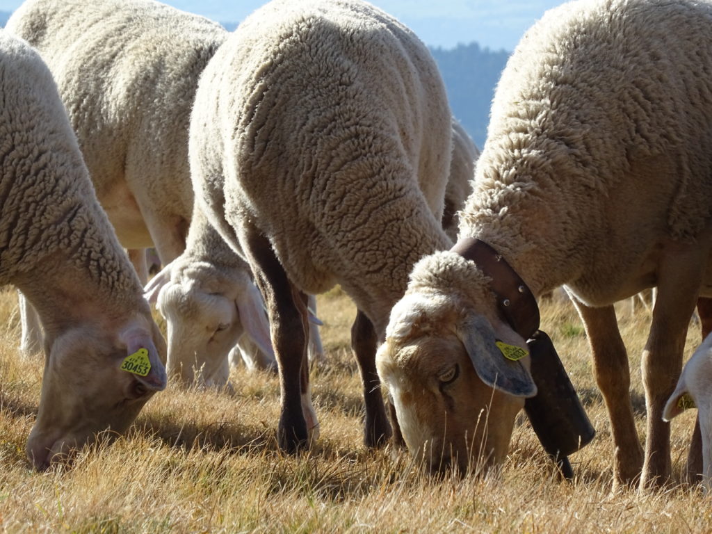 Les brebis - Bergerie dels Monts